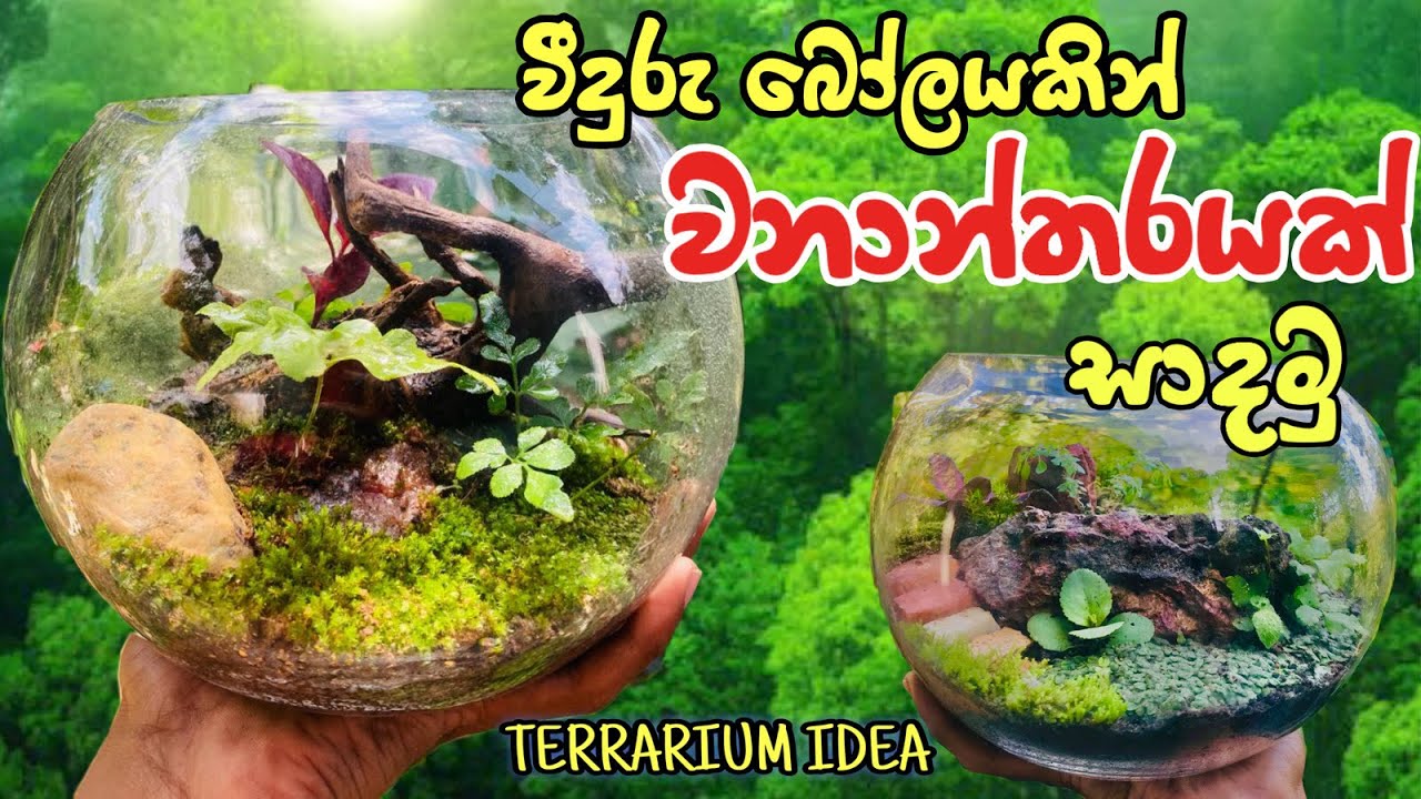 ටෙරාරියම් එකක් නිවැරැදිව සාදමු | creative terrarium idea - YouTube