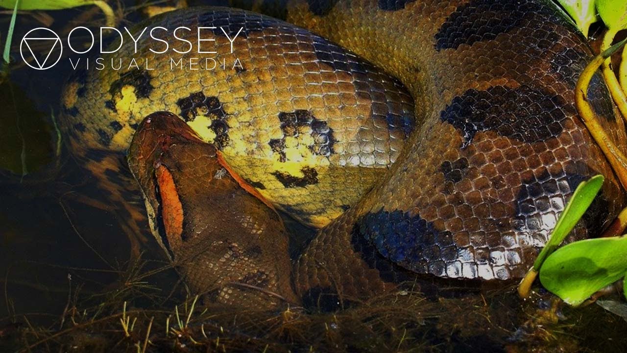 World's Largest Snake: The Green Anaconda | Peru Documentary 4k - YouTube