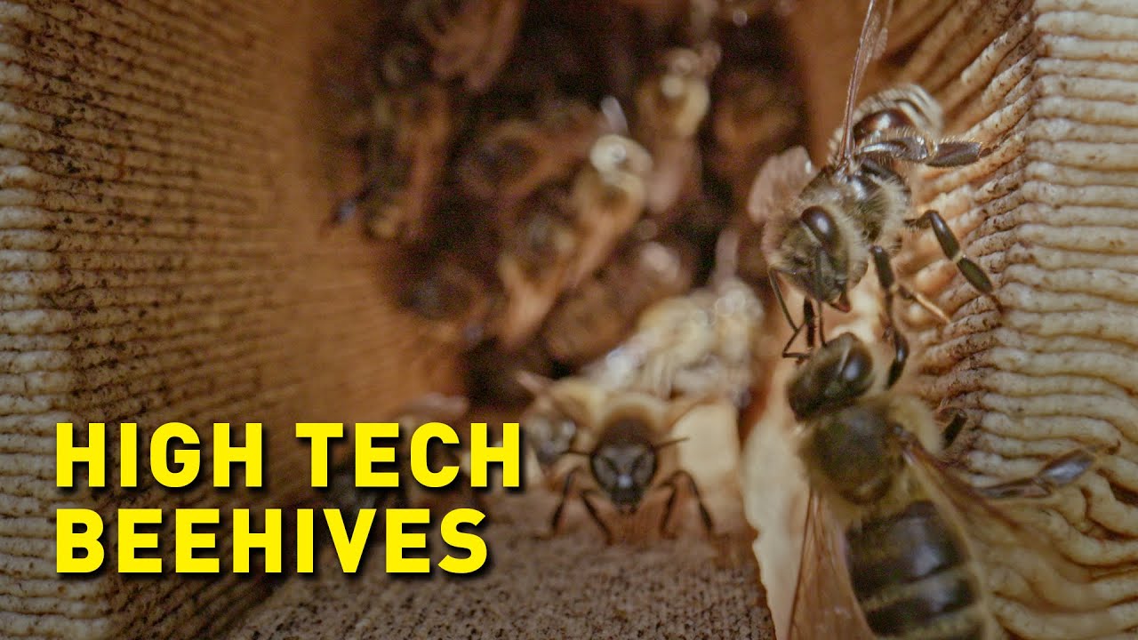 Saving the bees with high-tech beehives - YouTube