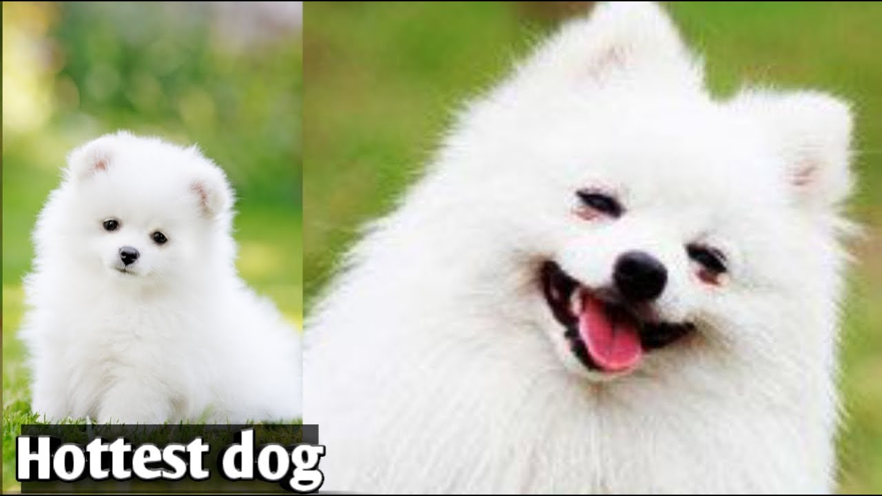 ||White Cute Dogs|| [Honest Puppy's] love it dogs #Beautifull Dogs 💖💖 ...
