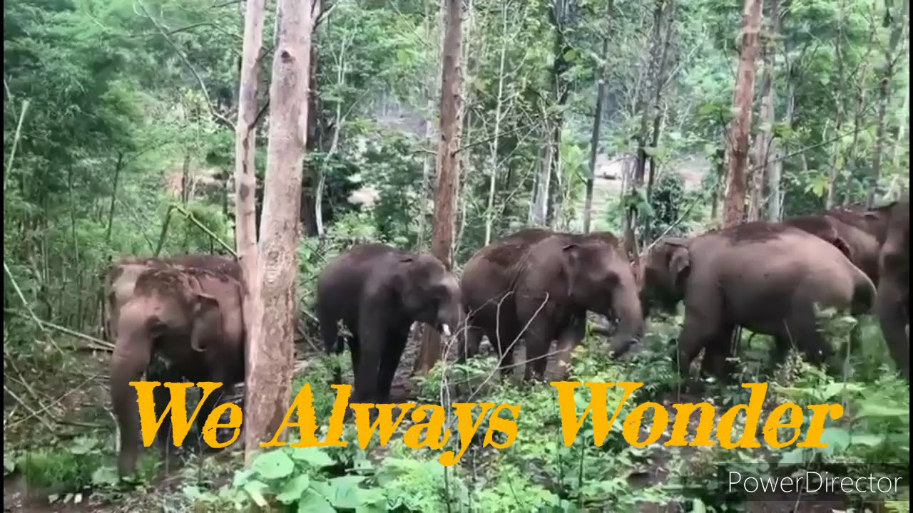 ELEPHANTS. How Do Elephants Talk? Conversation Between Elephants - YouTube