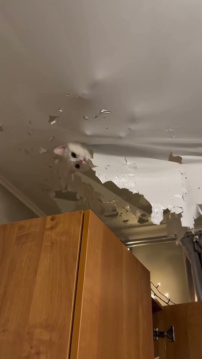 Кот 💵 испортил натяжной потолок и остался доволен собой😺 Только ...