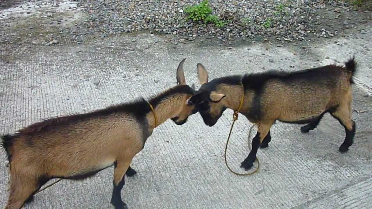 Goats Fighting - YouTube