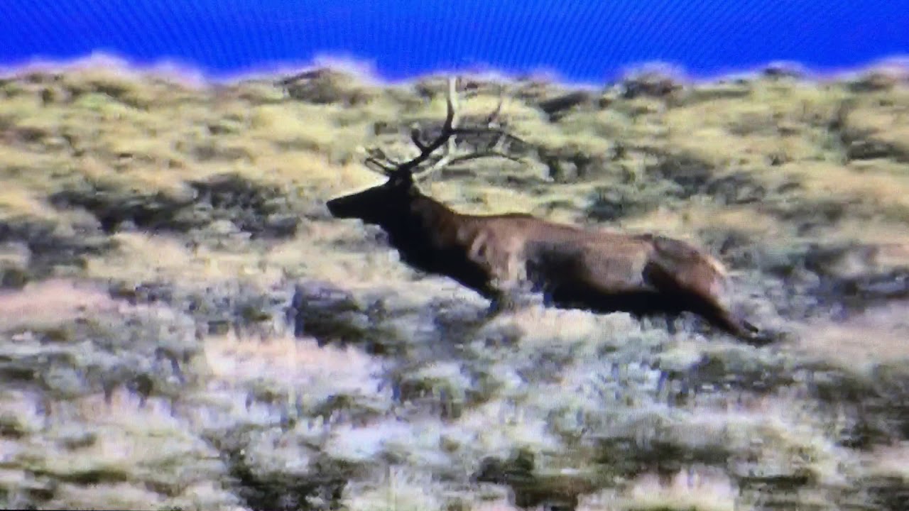 6-Point Bull Elk Sauntering Along Over the Ridge - YouTube