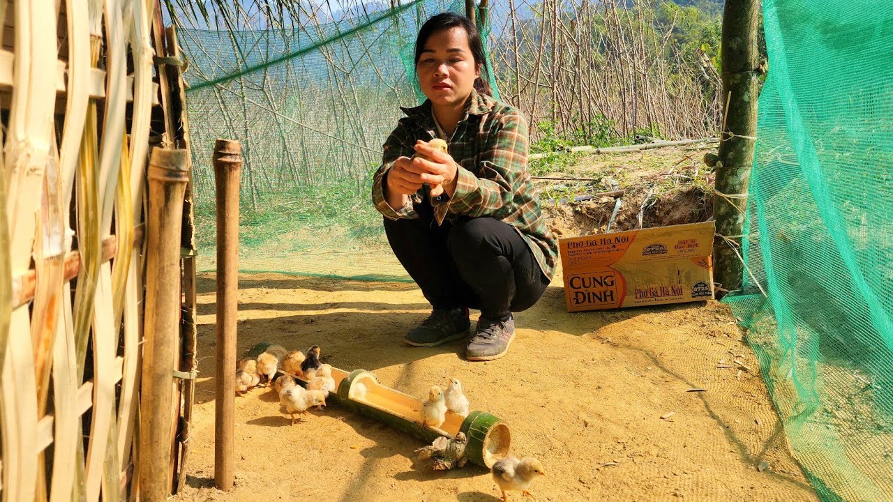 Build a roof for the chicken coop and buy chickens to raise-lý thị ...