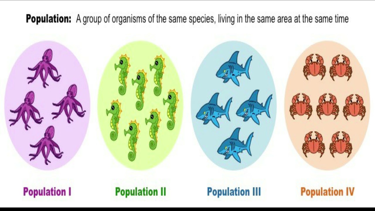 Biological Organization (Atoms to Biosphere) - YouTube