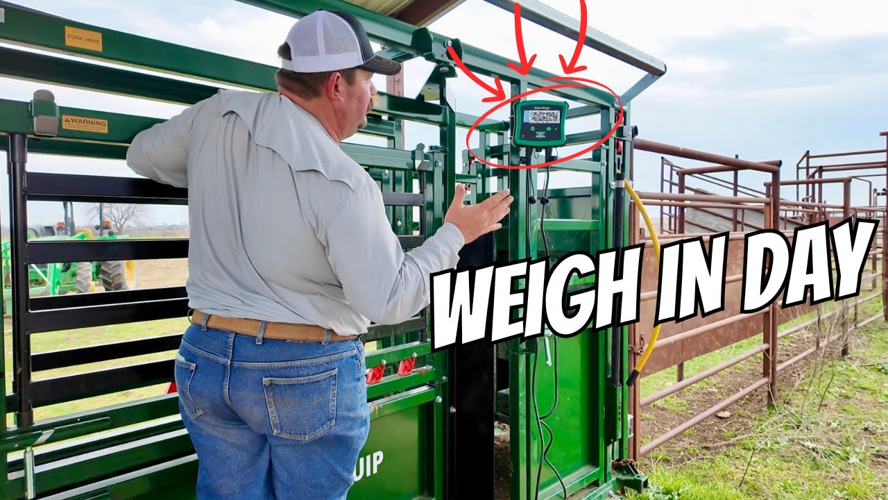 Installing the Shearwell Scale System on our Cattle Chute | Bar 7 Ranch ...
