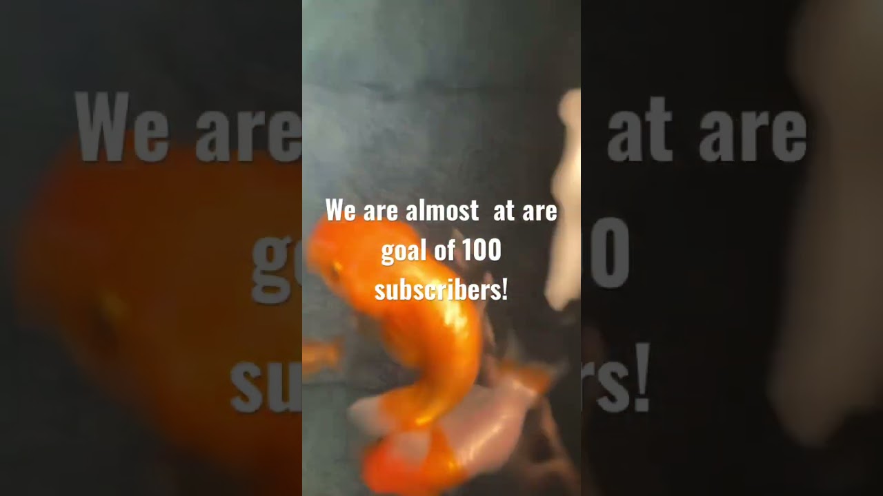 Chunky cute Ranchu goldfish - YouTube