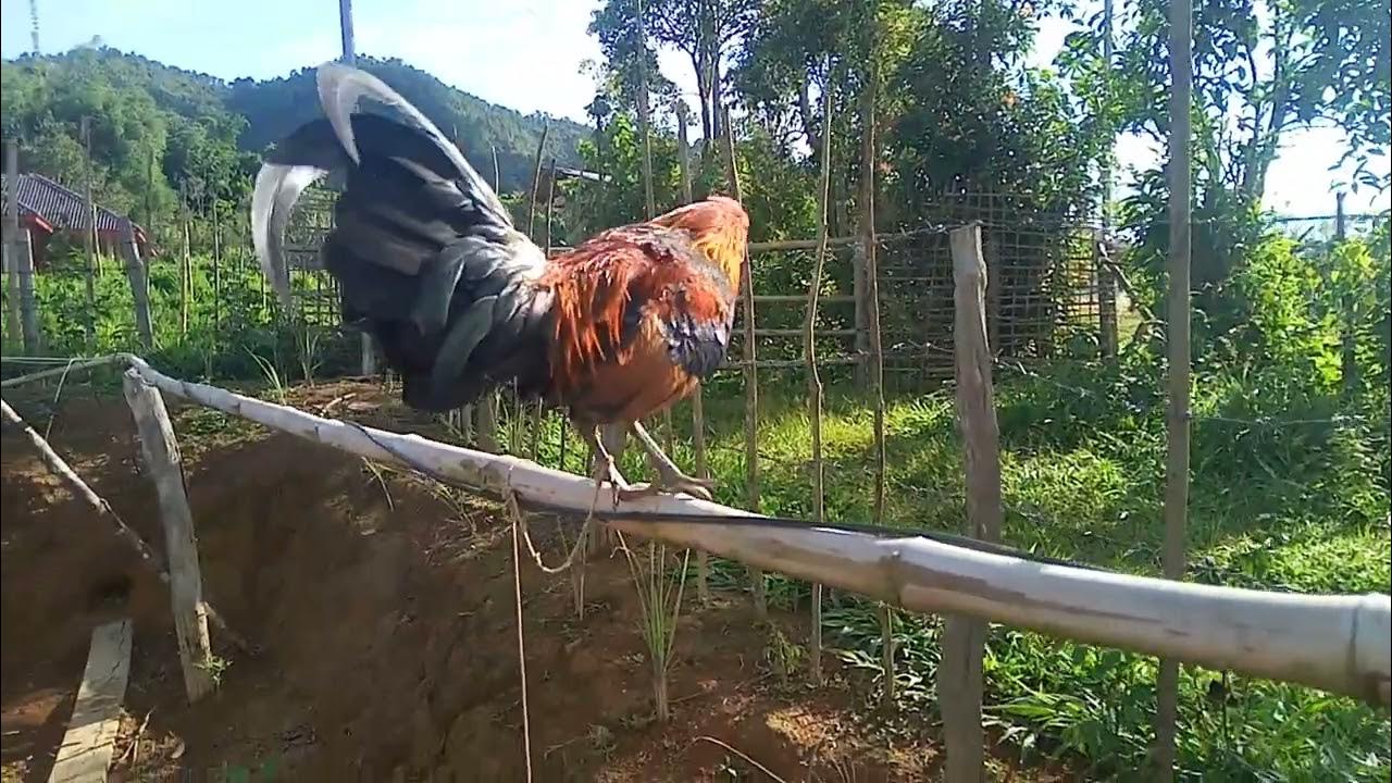 13/6/2024 saib qaib dib ua si - YouTube