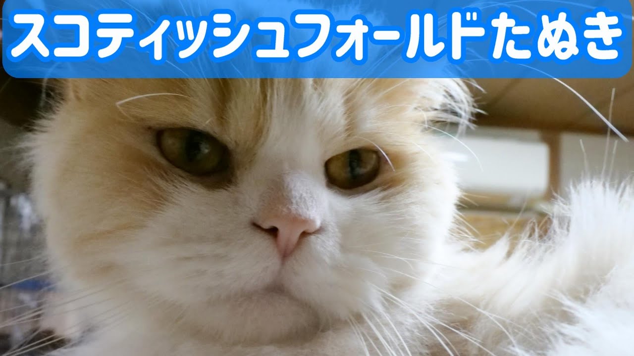 Scottish Fold Funny Cute Cat Videos - YouTube