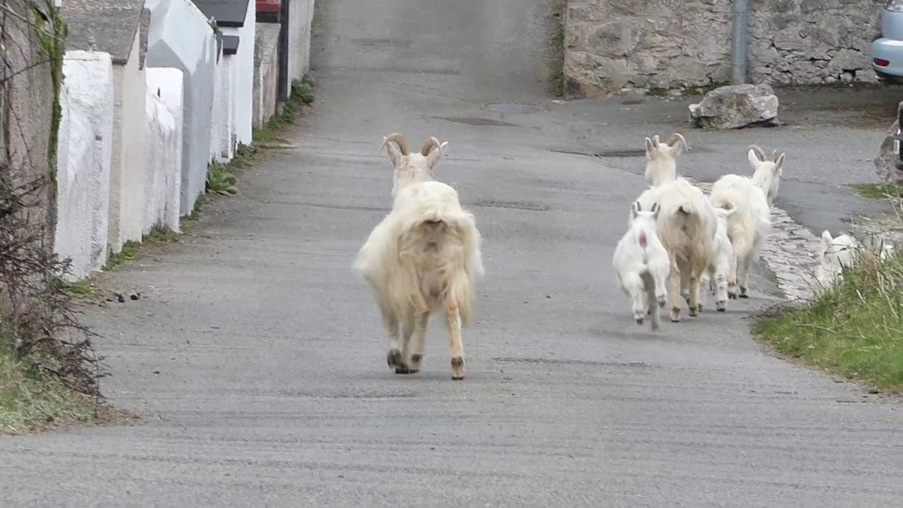 Welsh Goats Rule the Road - YouTube