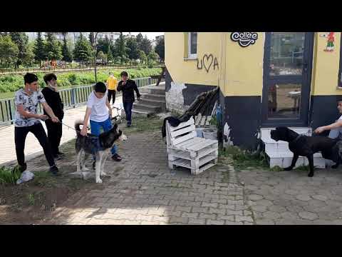 SİBİRYA KURDU VS CANE CORSA