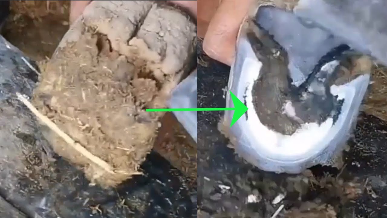 Hoof repair: The hollow donkey hoof is filled with foreign objects ...