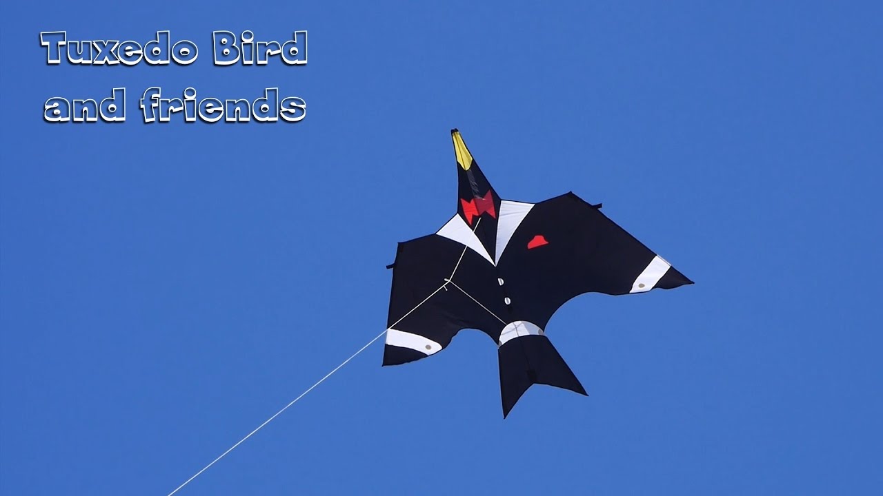 Tuxedo Bird and kite friends - YouTube