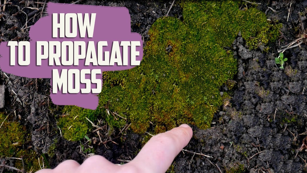 How to Propagate Moss - Moss Care After Planting - YouTube