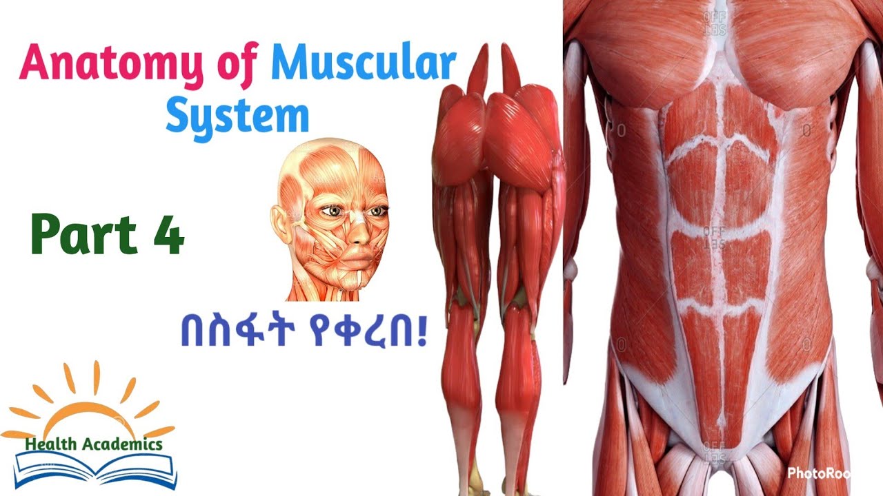 Anatomy of Muscular System, Interesting Video with Amharic Speech, Part ...
