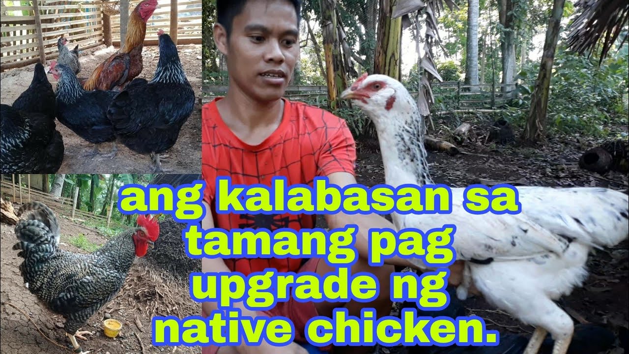 ALAMIN ANG ADVANTAGE AT DISADVANTAVE.+PAG CROSSBREEDING NG NATIVE ...