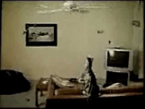 Cat Flies Off Ceiling Fan - YouTube