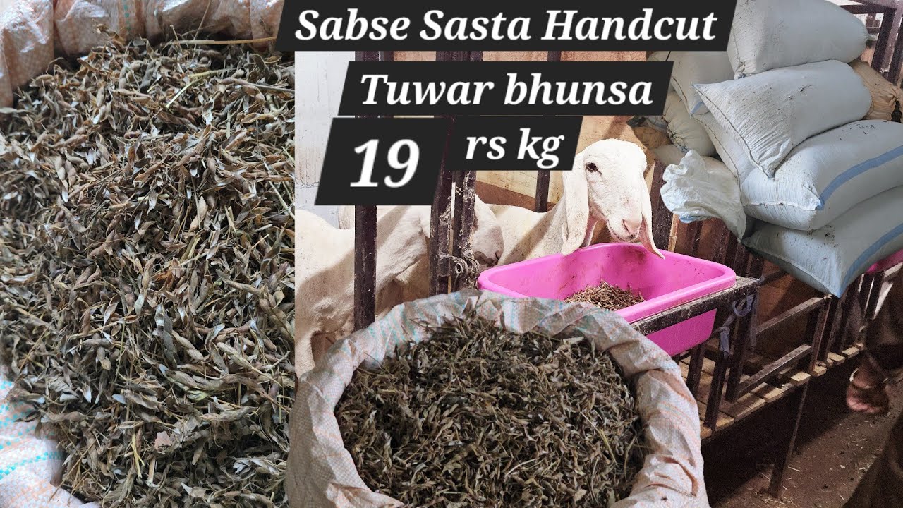 Sabse Sasta Tuwar bhunsa hand cut available in Hyderabad at M A all ...