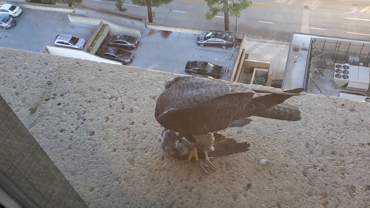 Peregrine Falcon Meal - YouTube