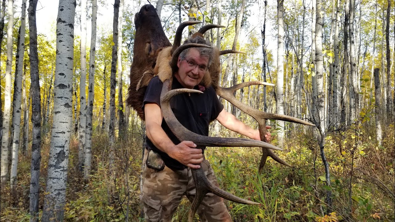 6X6 Bull Elk, Public Land Alberta, Sweet Hunting Camp - YouTube