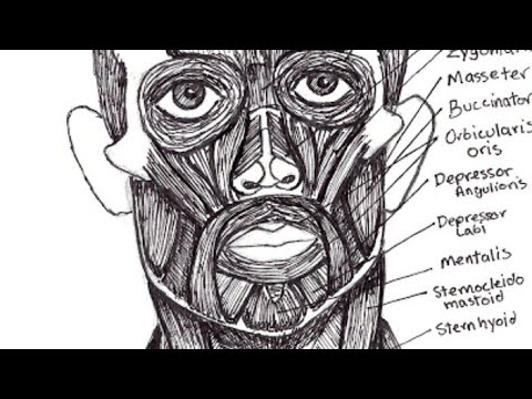 Muscles front view - YouTube