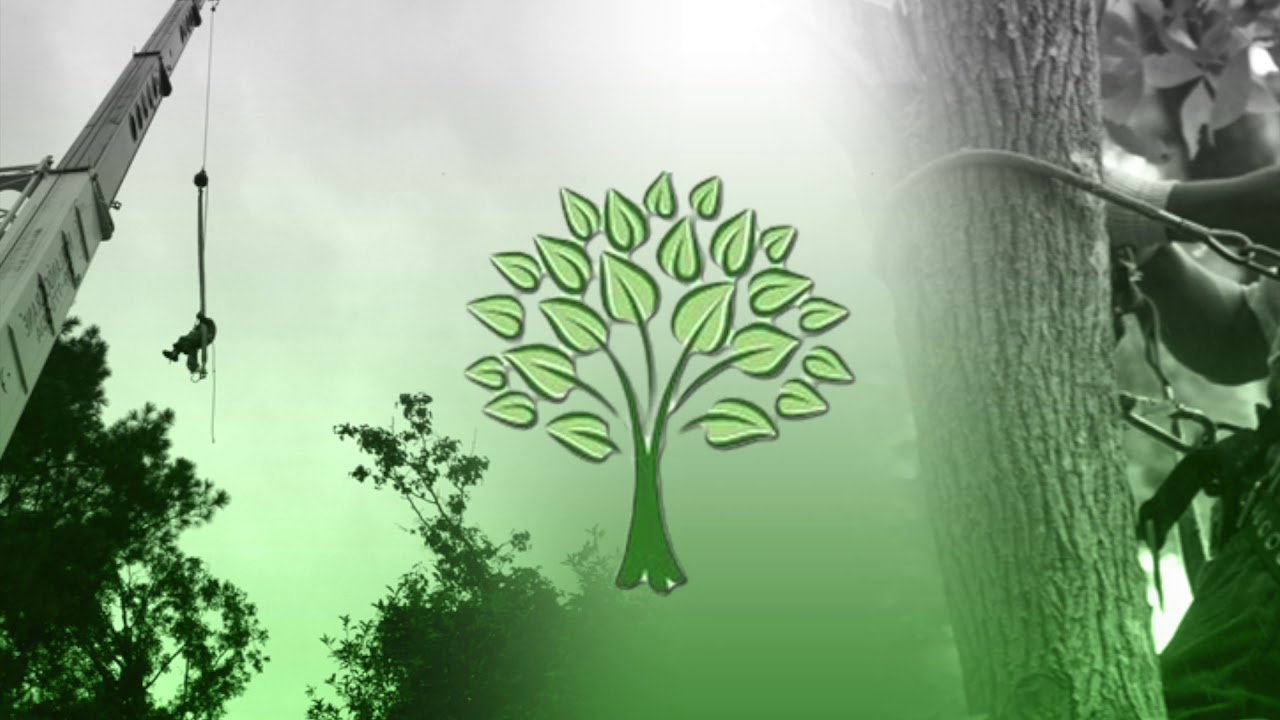 Tree Paper Rip - YouTube