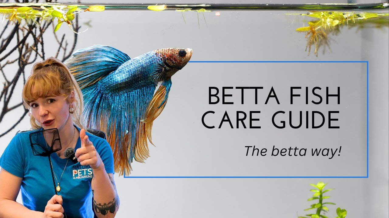 Betta Fish Care for Beginners - You Betta know this! - YouTube