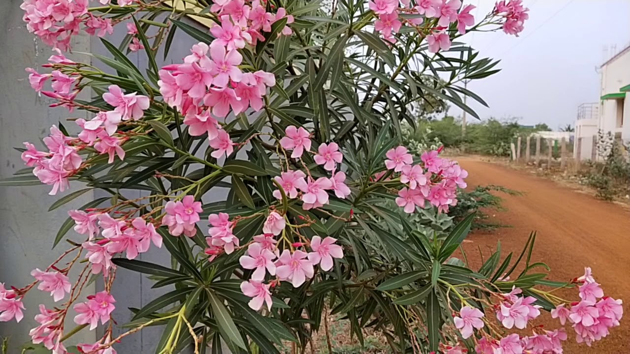 Arali Pink flower the beautiful flower - YouTube