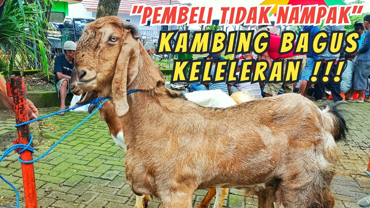Update Harga Kambing hari ini di Pasar Hewan Wlingi-Blitar. Kamis, 02 ...