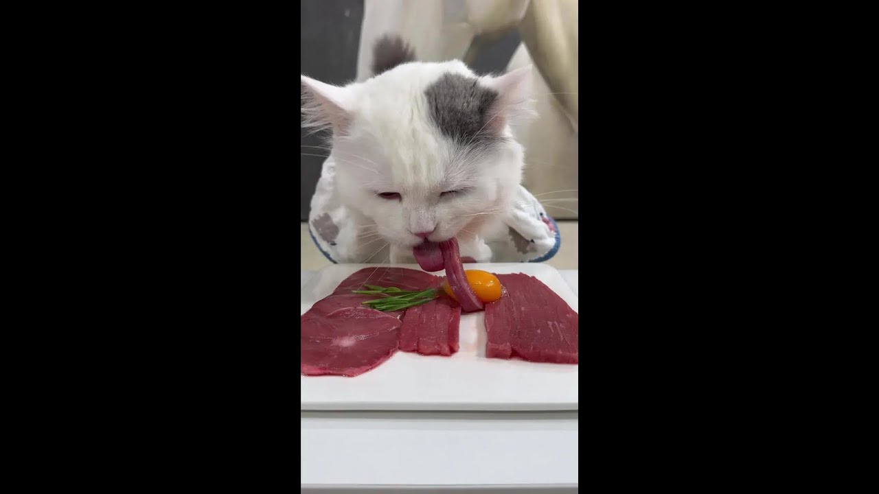 Cute pet feeding story adding cat to everything makes it cuter - YouTube