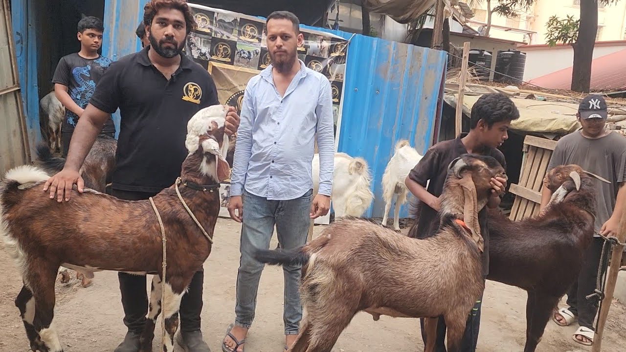 Al Haider Goat Farm Andul Collection Marol Andheri | Palai Also Open ...