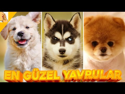 Dünyanın En Sevilen 10 Köpek Cinsinin Yavru Hali #köpek #almankurdu #sibiryakurdu