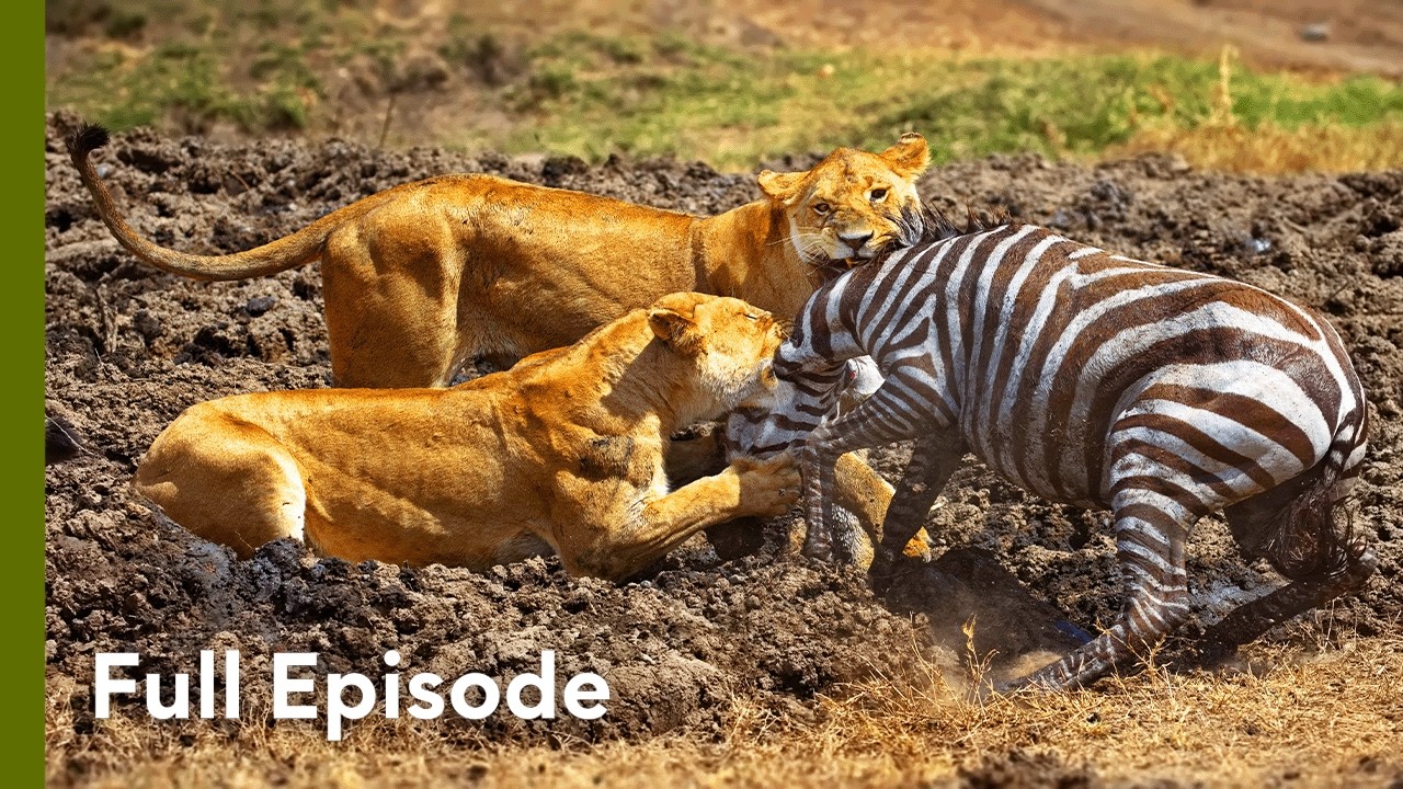 How Africa’s Animals Outsmart Heat, Hunger & Predators | Hot Life in ...