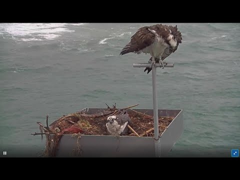 Osprey cam goes live at the Scripps pier, giving viewers hope