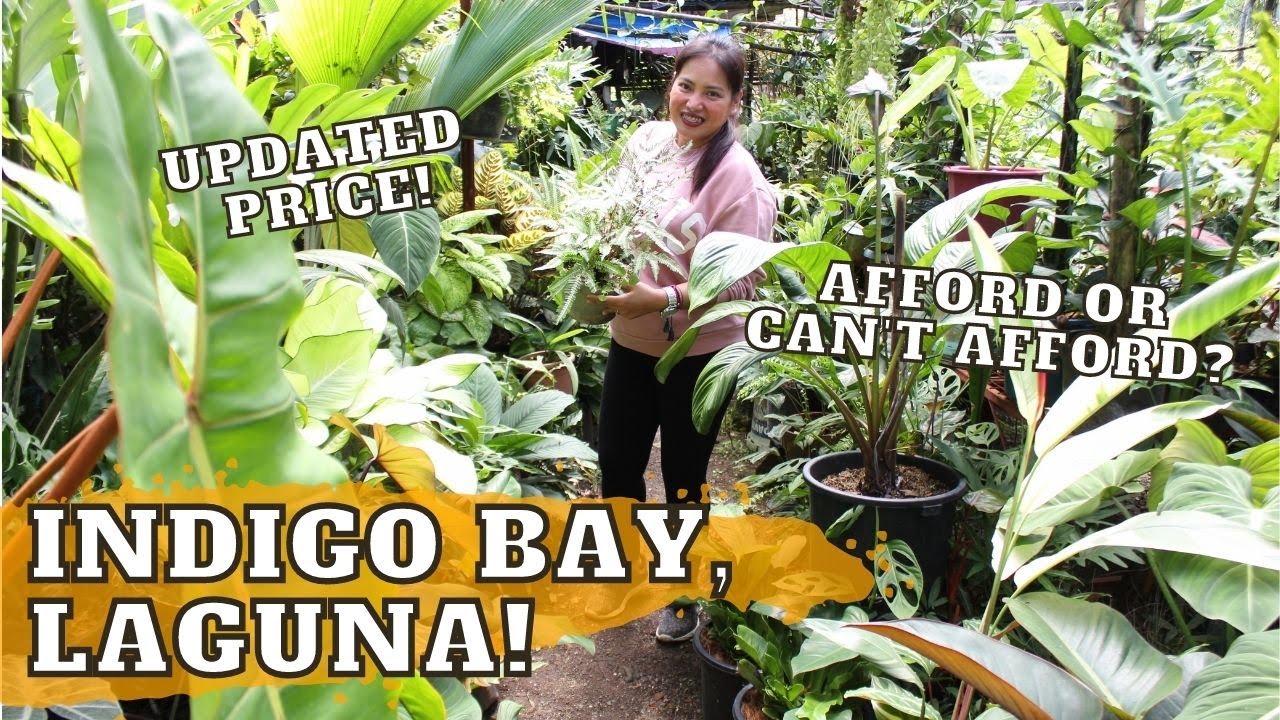 BILIHAN NG HALAMAN SA INDIGO BAY LAGUNA | COMMON PLANTS TO RARE PLANT ...