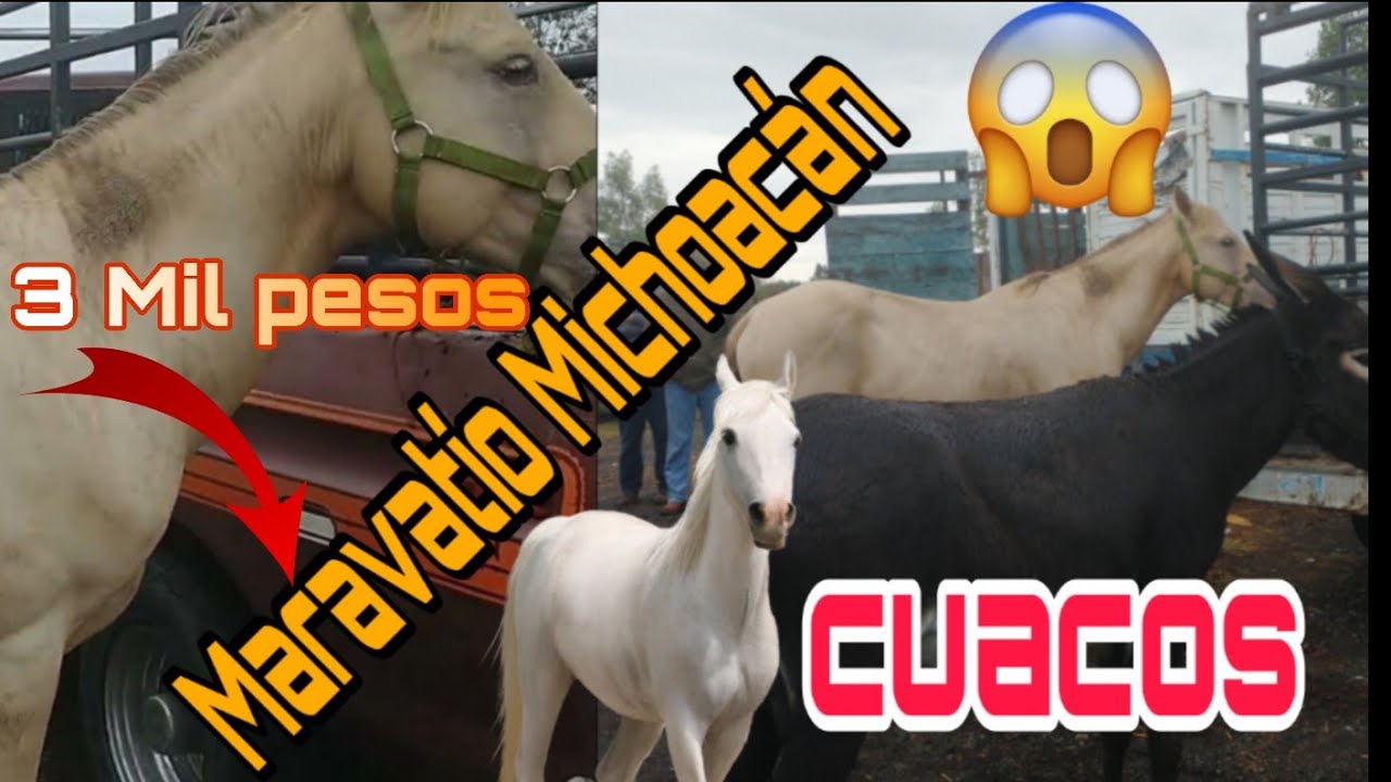 CUACOS O CABALLOS / MARAVATIO MICHOACAN / mercado de animales ...