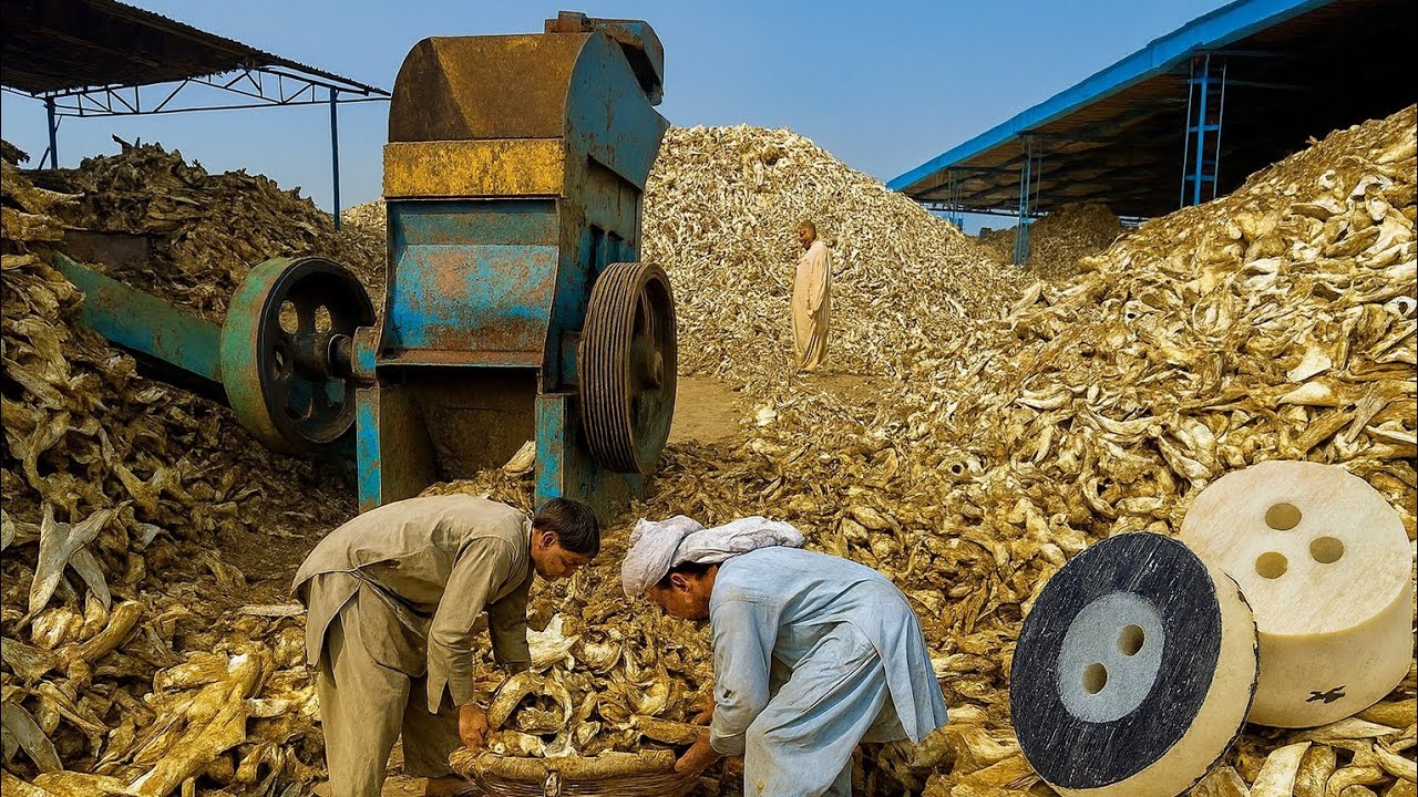 Millions of Animals Bones Having New Look | Amazing Factory Process ...
