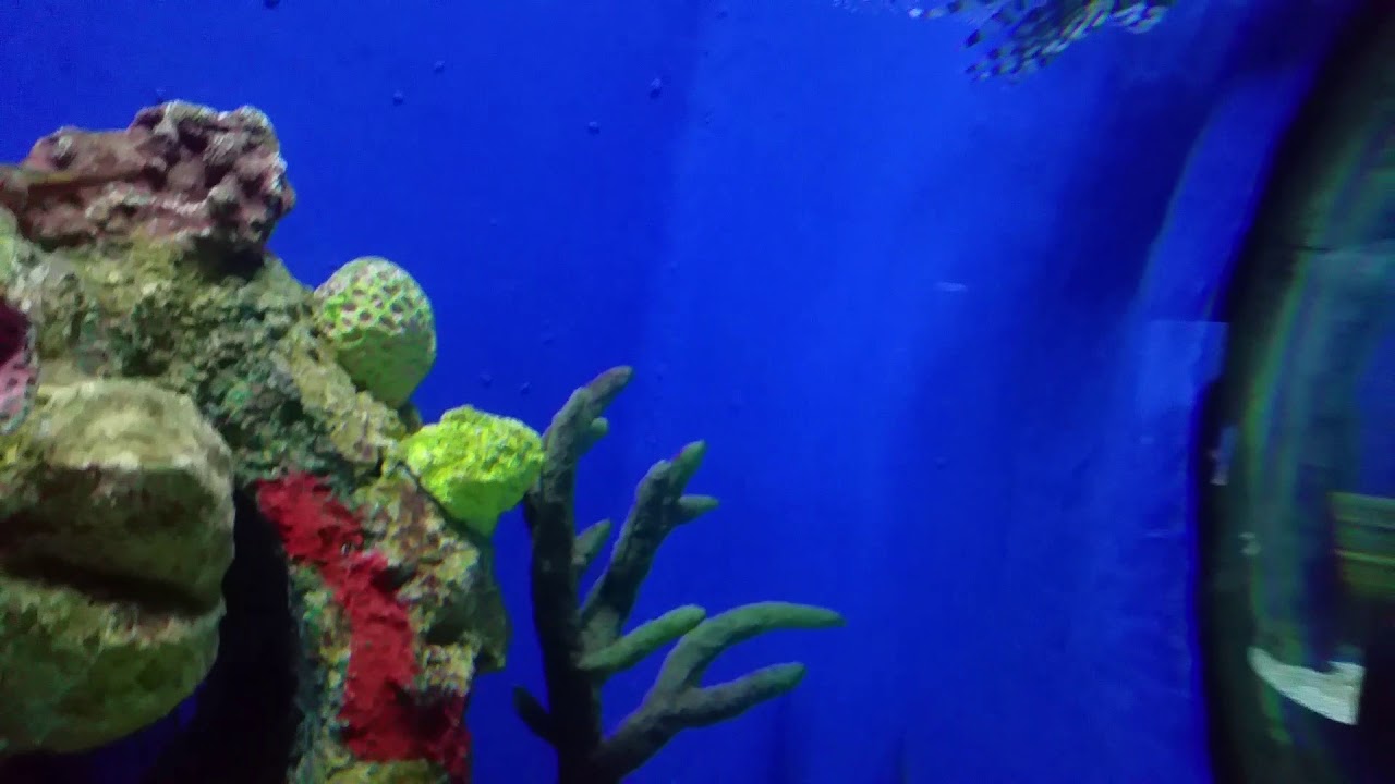 Lion Fish Community Tank - YouTube