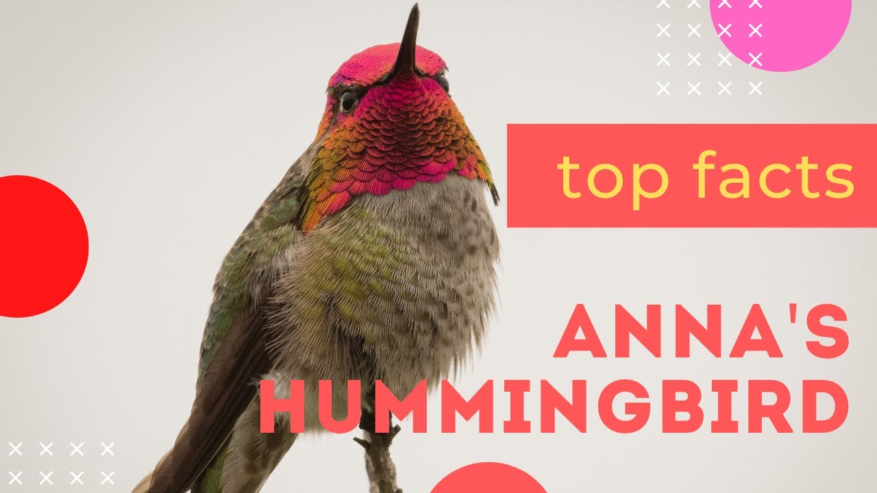 Anna's Hummingbird facts 🦜 named after Anna Masséna, Duchess of Rivoli ...