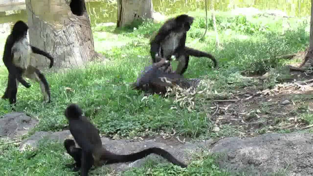 ZOO GUADALAJARA CHANGOS CONTRA PATA - YouTube