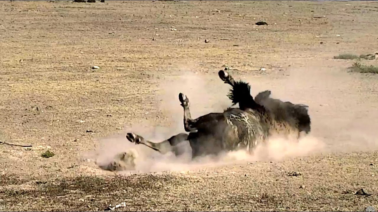 Close up of an itchy bison. Bison Watering Hole cam. 07 September 2017 ...