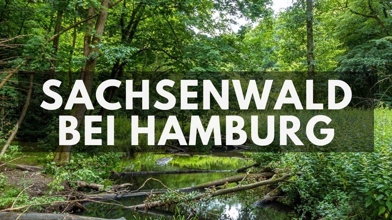 Sachsenwald bei Hamburg / Mühlenteich Aumühle - Einfach mal raus in die ...