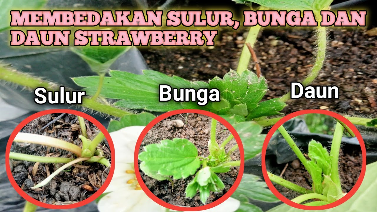 MEMBEDAKAN SULUR, BUNGA DAN DAUN PADA TANAMAN STRAWBERRY - YouTube