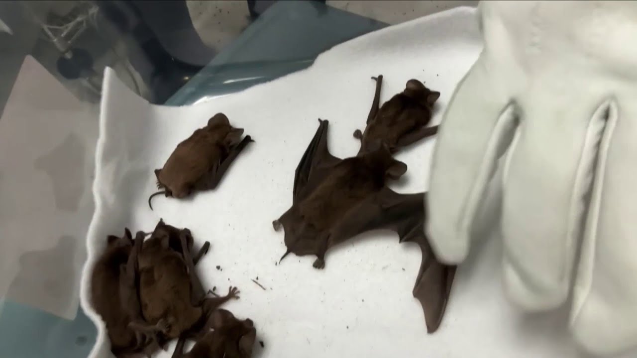 Houston’s bats brave the chill with a helping hand 🦇 - YouTube