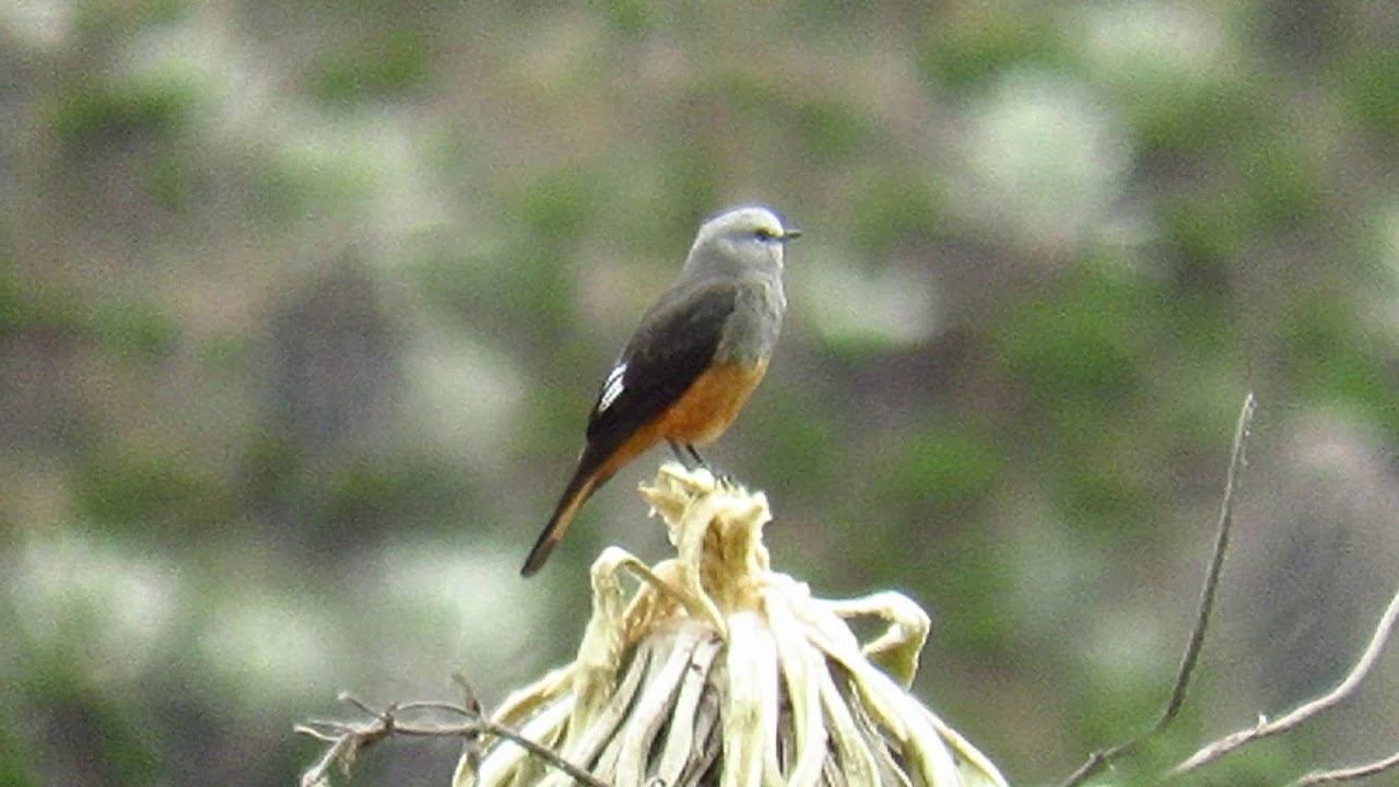 Red-rumped Bush-tyrant , Cnemarchus erythropygius, Colombia Birds ...