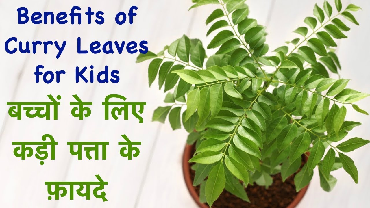 बच्चों के खाने में कड़ी पत्ता क्यूँ डालें ? Curry Leaves/Meethi Neem ...