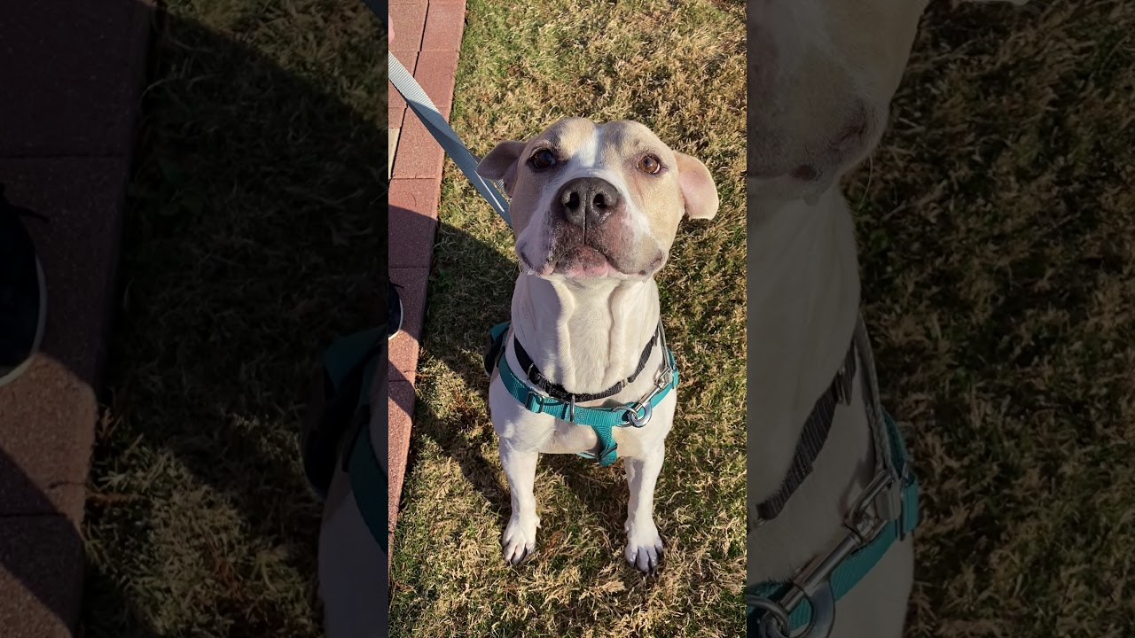 Meet Edgar a Mixed Breed Large (over 44 lbs fully grown) currently ...