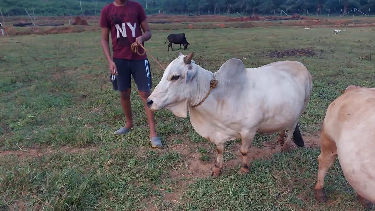 Pure punganuru cow || Sale||For Day 6trs Milkig Capacity - YouTube