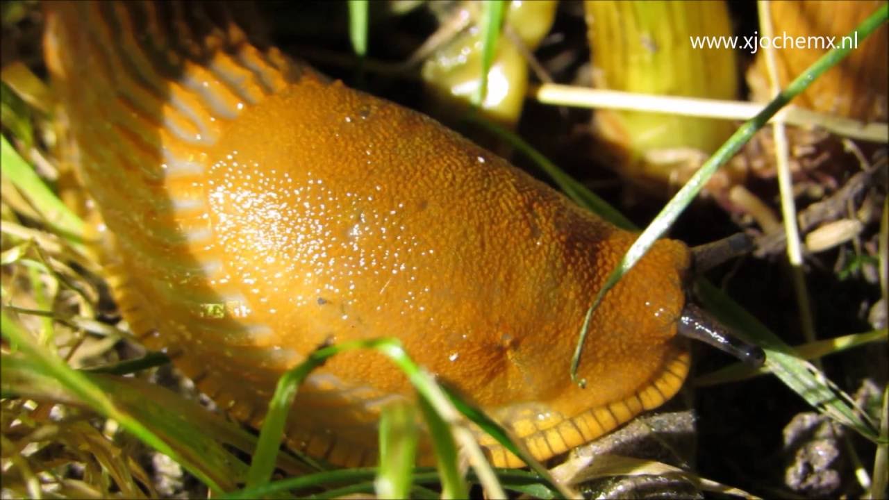 Mites on slugs - YouTube